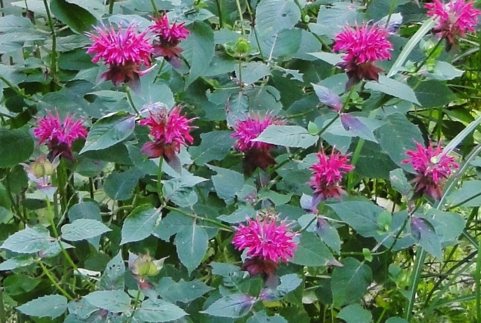 Dwarf Bee Balm Monarda Bergamo SEEDS Rose-purple Blooms | Etsy