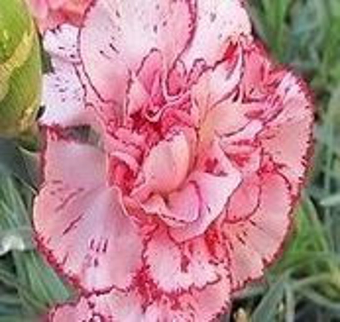 Carnation Seeds peppermint White Blooms Fringed - Etsy