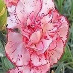 Carnation Seeds "peppermint" - White Blooms Fringed With Red - Cut ...