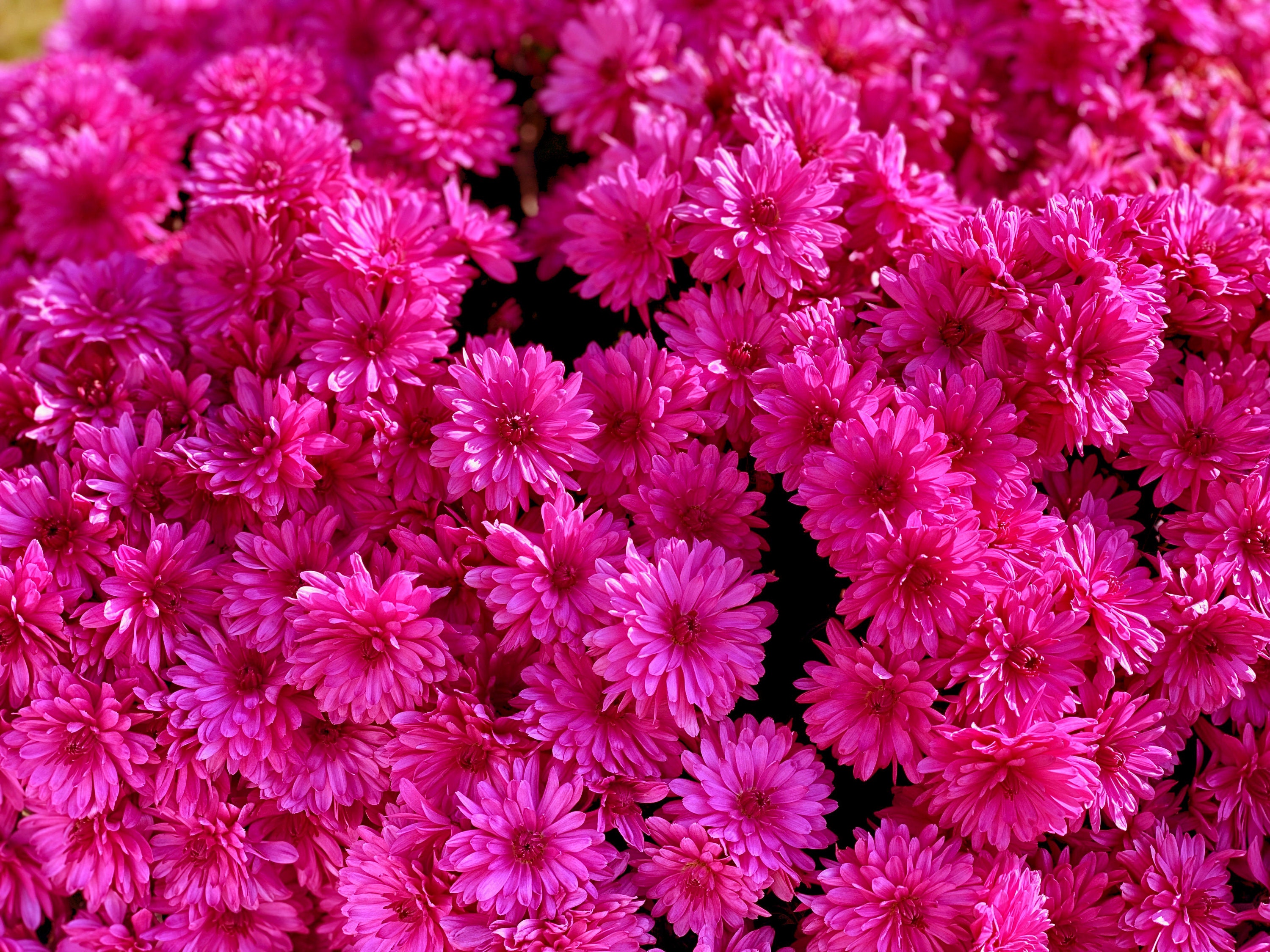 Charming DWARF Aster China Deep Rose Pink SEEDS Milady | Etsy
