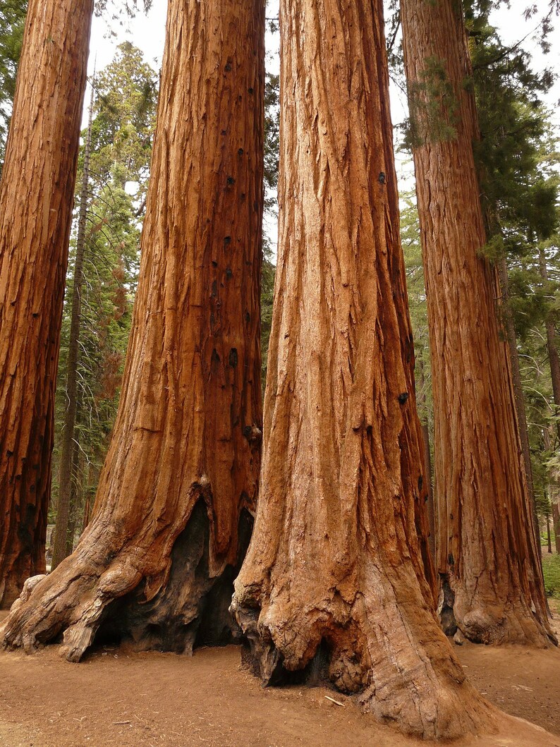 New Giant Sequoia Redwood Tree Seeds 8 Seeds Fast Free Etsy