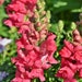 New TALL Snapdragon Mixed Colors SEEDS Cottage Garden - Etsy