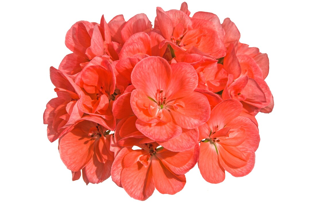 New Salmon Color Pelargonium Geranium SEEDS -- Fast FREE Shipping (10 ...