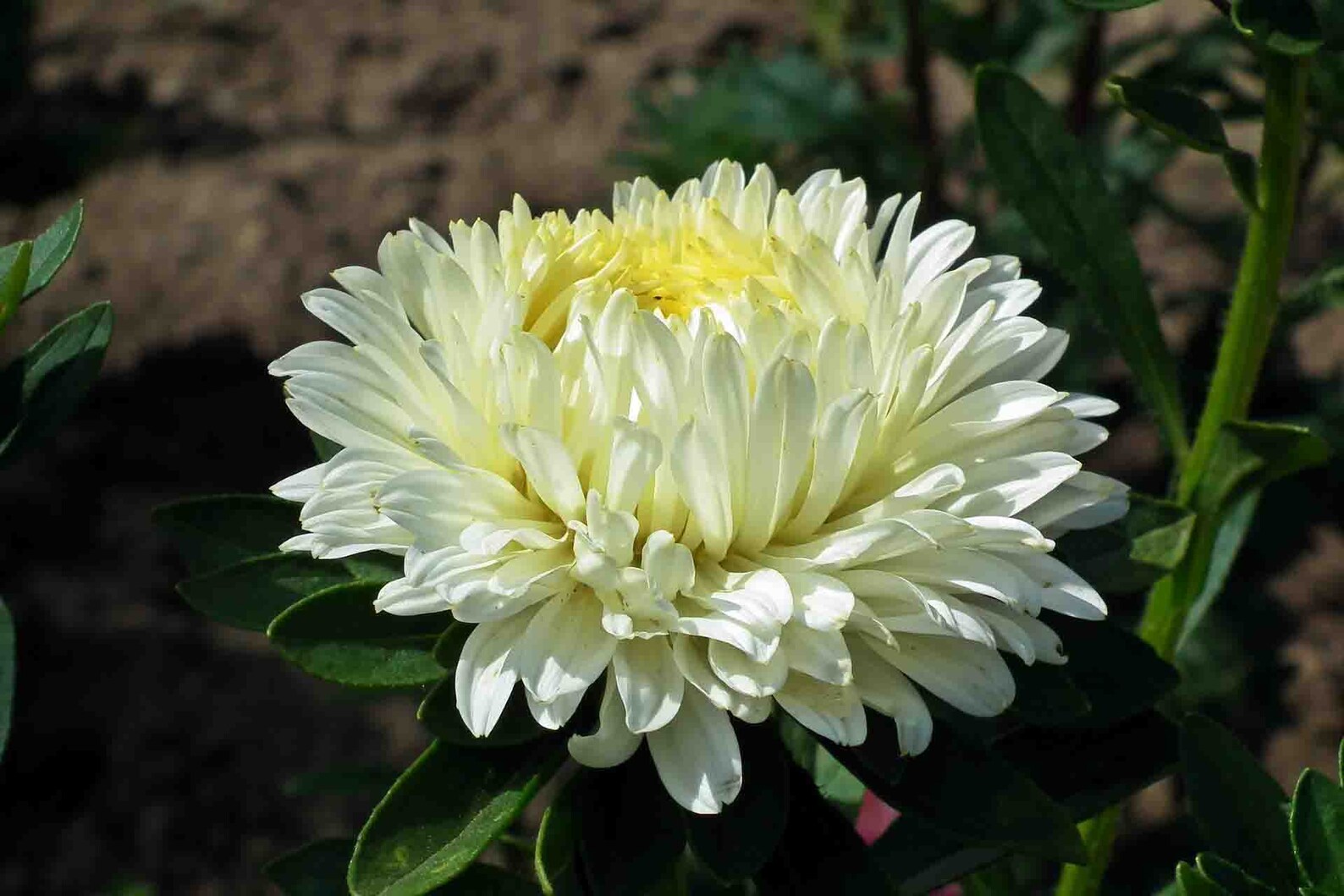 New Aster Seeds DOUBLE POWDER PUFF Mix Double Chrysanthemum - Etsy