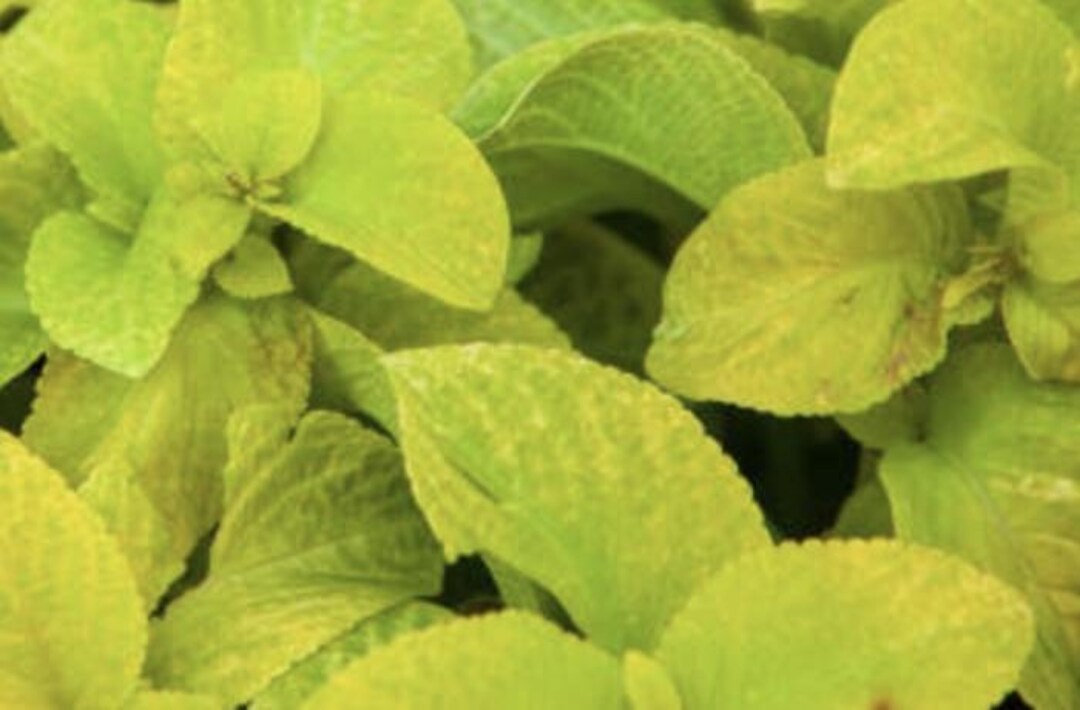 Golden Yellow-green Coleus Seeds -- Solenostemon Scutellarioides ...