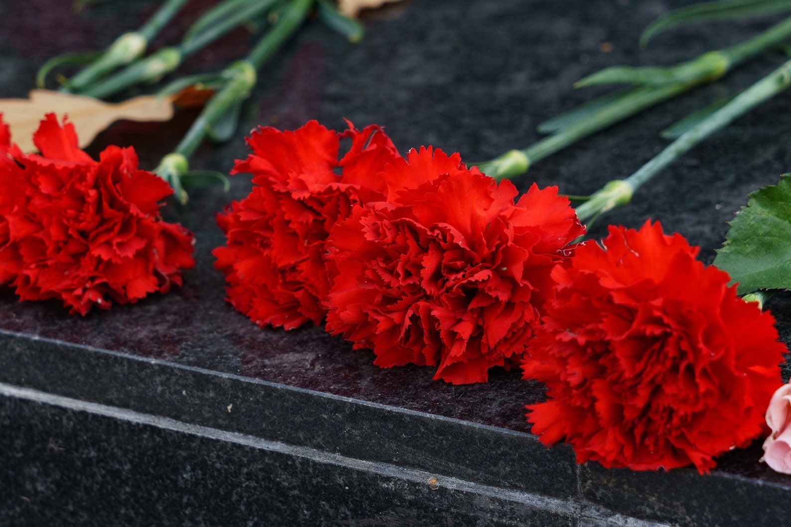 Scarlet Red Carnation Seeds Dianthus Caryophyllus Fast - Etsy