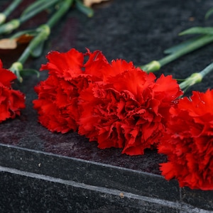 Scarlet Red Carnation Seeds Dianthus Caryophyllus Fast Free Shipping 50 ...