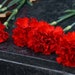 Scarlet Red Carnation Seeds Dianthus Caryophyllus Fast Free Shipping 50 ...