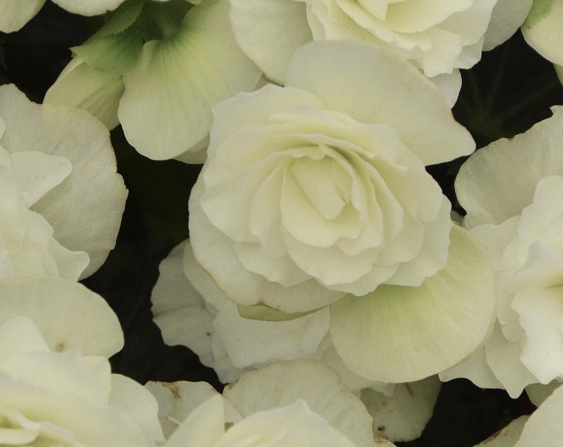 Begonia Double Megamix The Works Color Mix SEEDS | Etsy