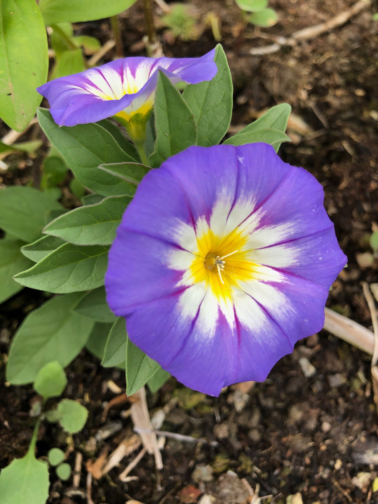 Convolvulus Blue Enchantment SEEDS 10 Seeds | Etsy