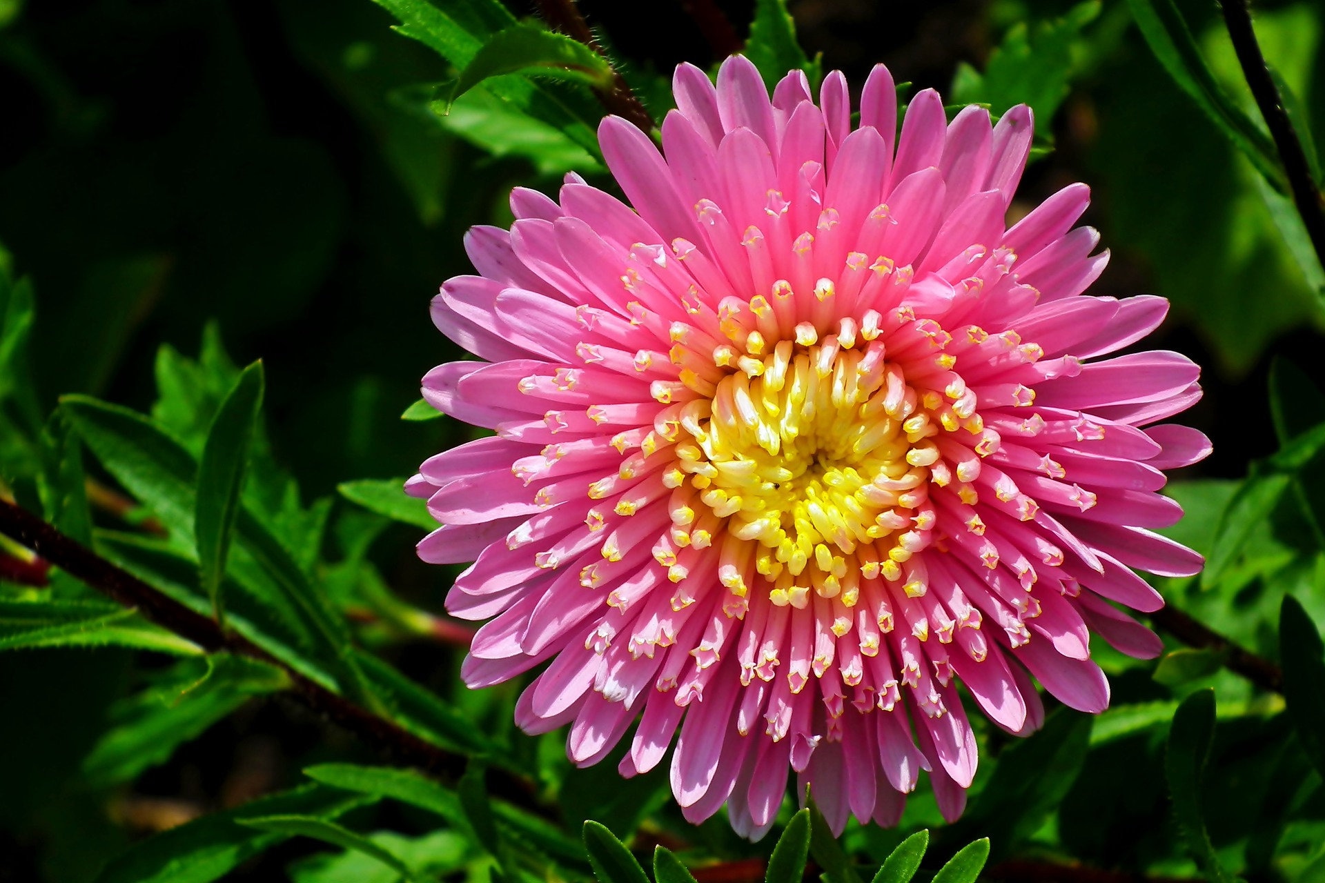New Aster Seeds DOUBLE POWDER PUFF Mix Double Chrysanthemum - Etsy