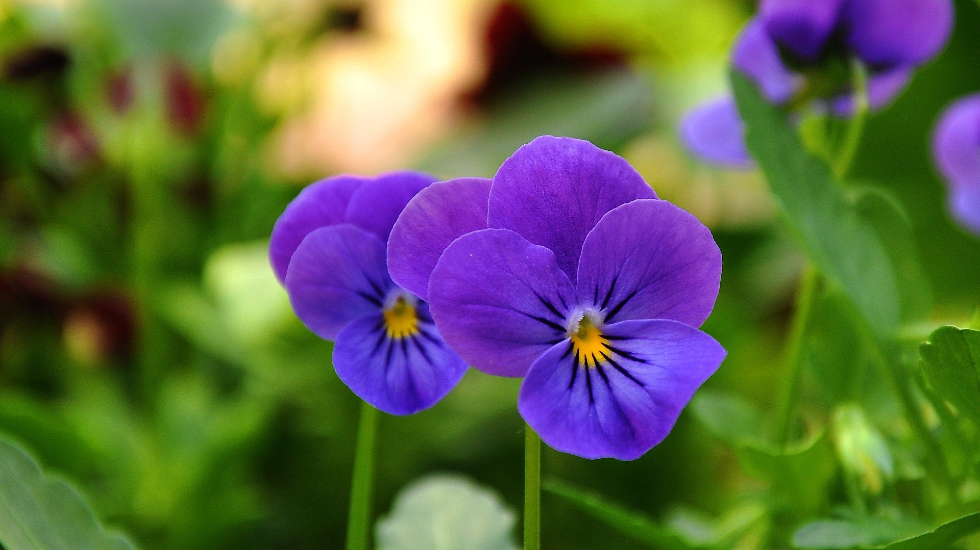 Viola Cornuta Flower Seeds – Purple, Red, White, Yellow Mix - Etsy