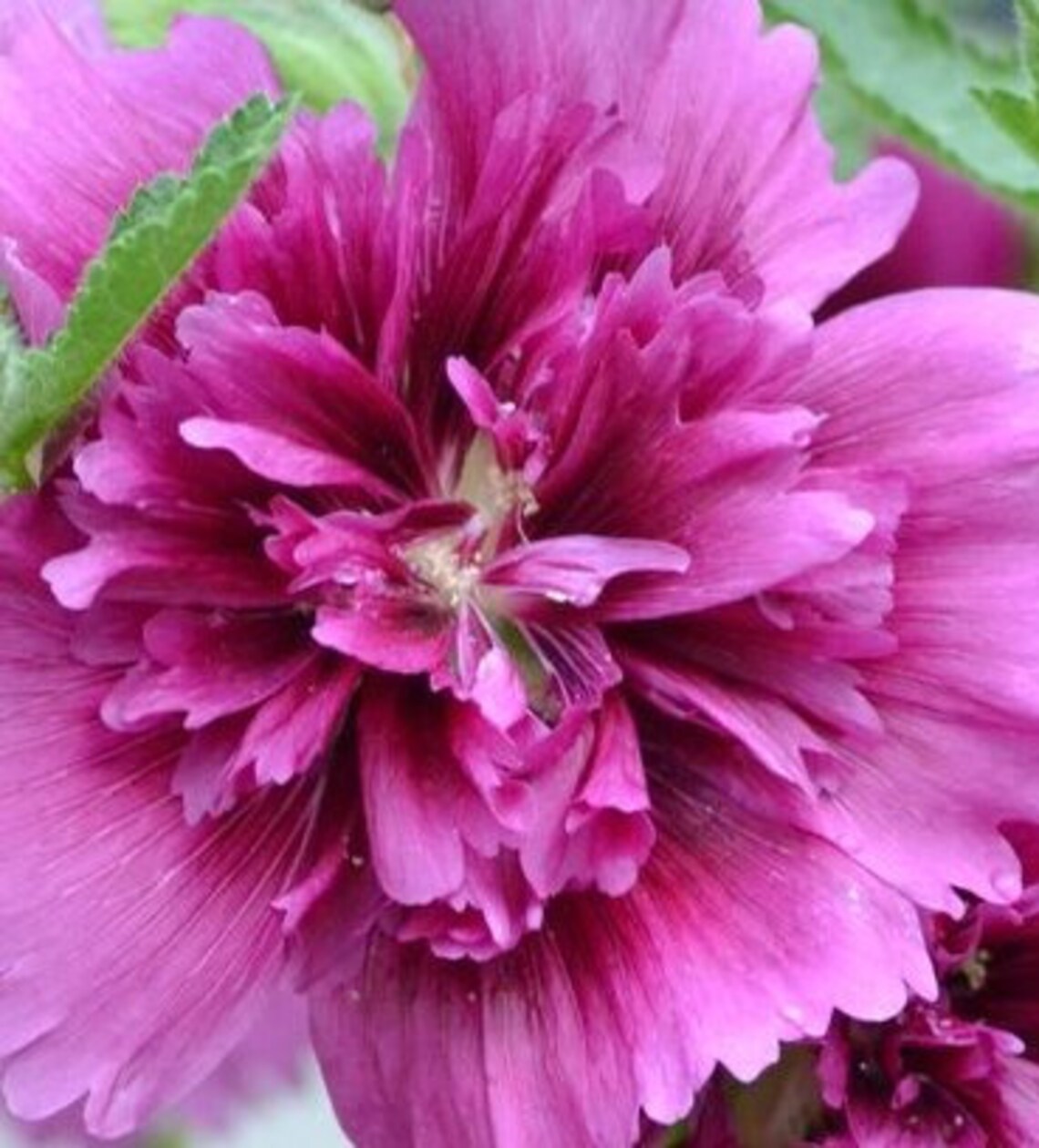 New dwarf Queeny Purple/fuschia Hollyhock SEEDS Classic - Etsy