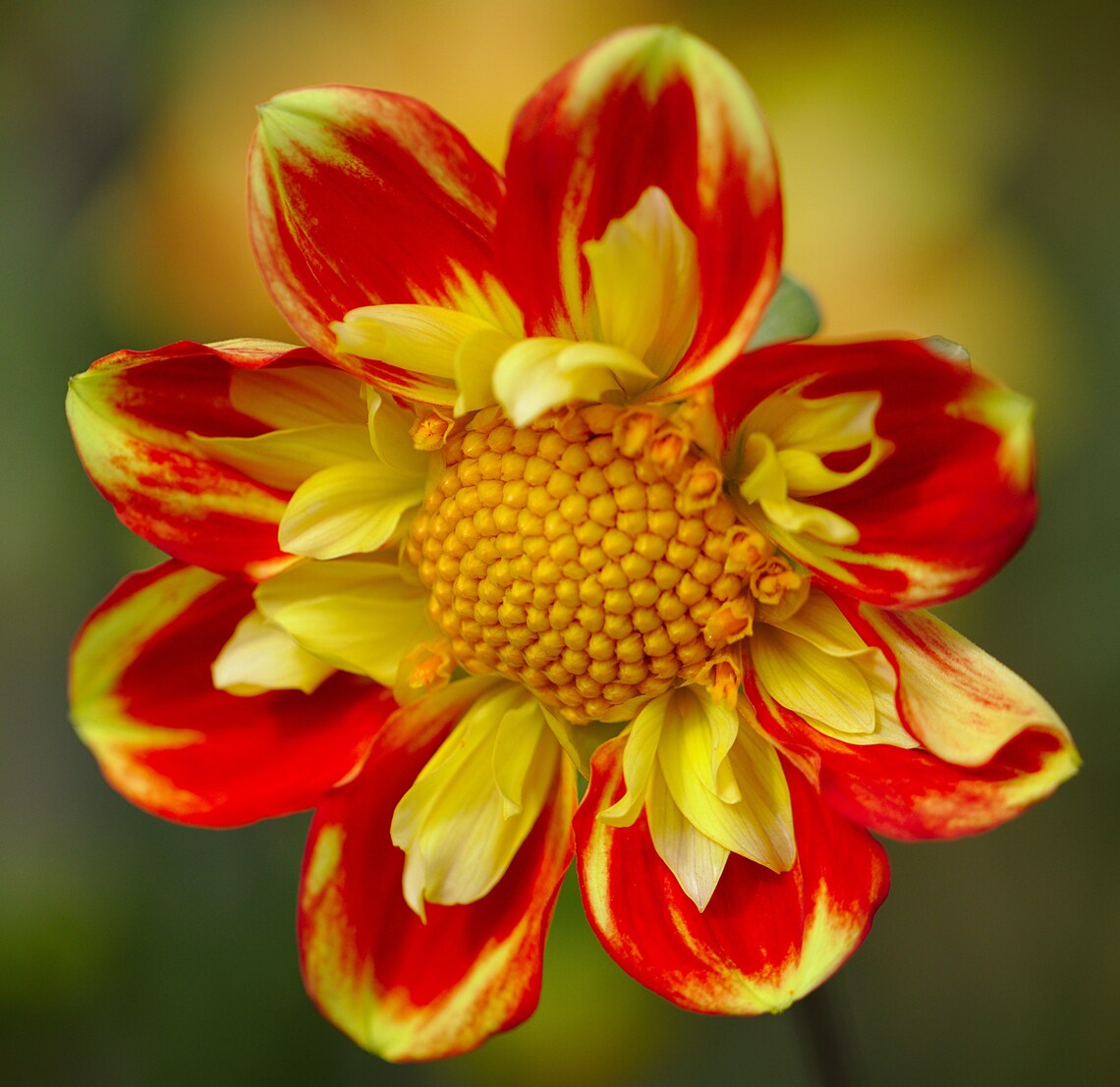 Dahlia Mix Seeds! "candy Dandy" Collarette -- Dwarf Plants Double ...