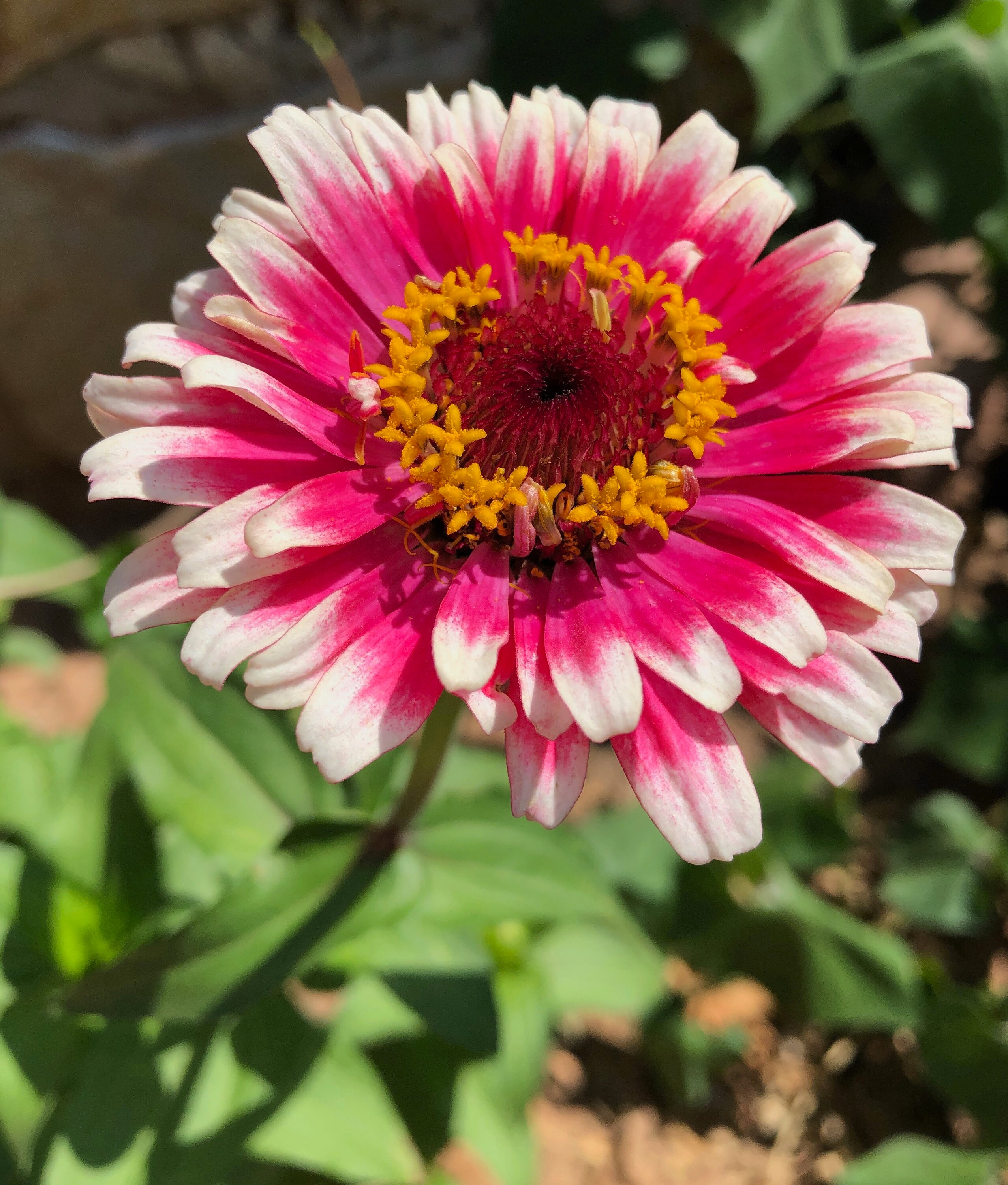 Zinnia Seeds Candy Cane 3 Mazurkia Style Blooms - Etsy