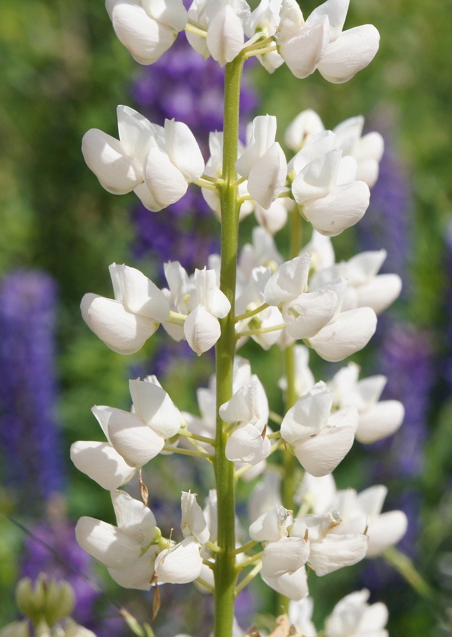 Dwarf White Lupine Lupin Seeds Lupinus Polyphyllus - Etsy