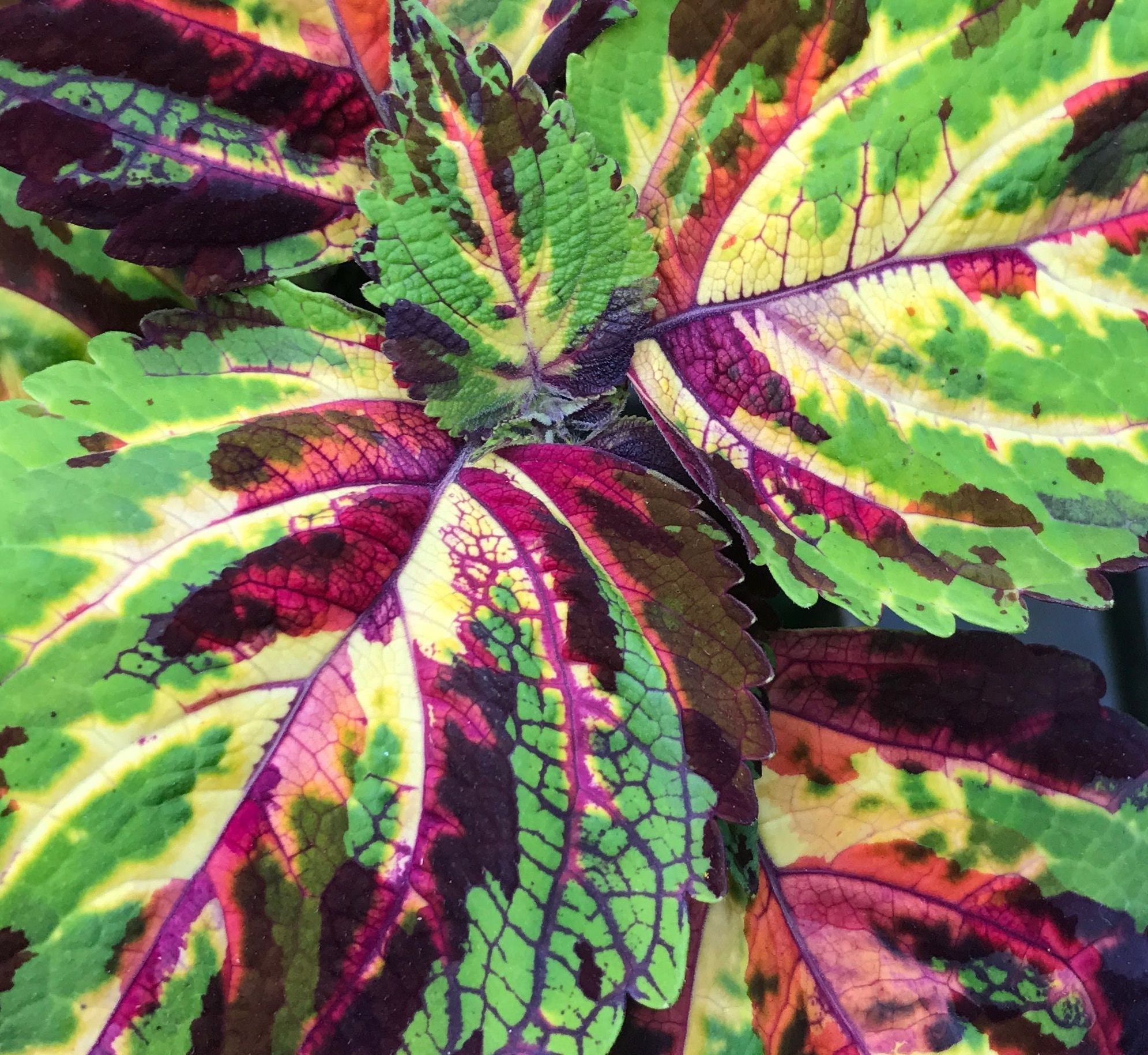 New Brilliant Colors Coleus MOSAIC Variegated Color Splashes - Etsy