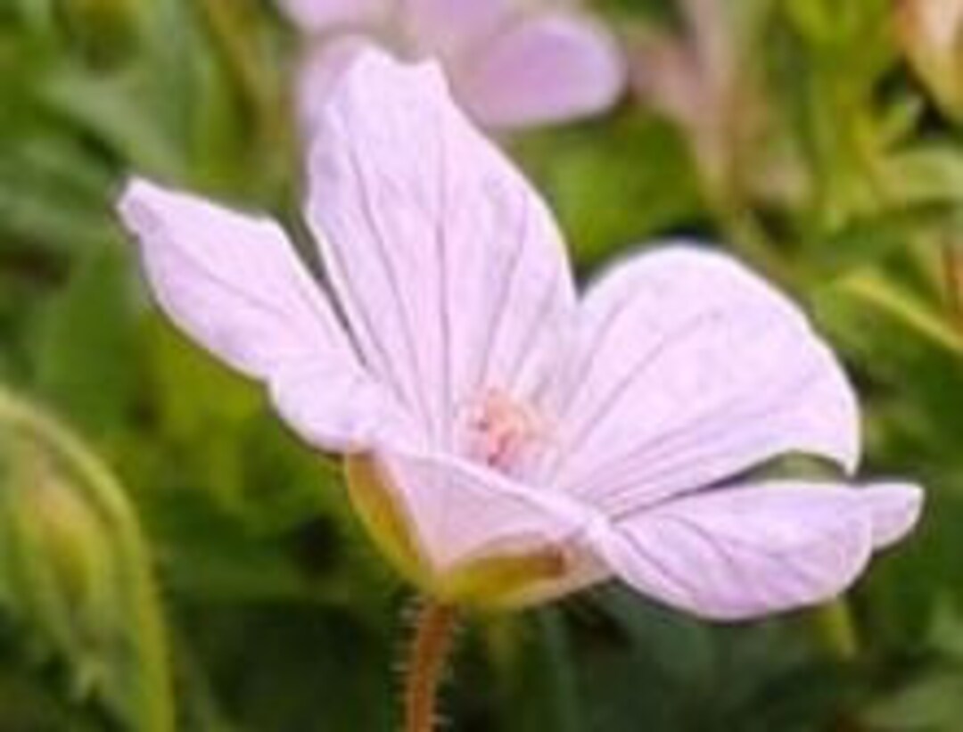 Pretty Pale Blush Pink Geranium Sanguineum SEEDS -- Fast FREE Shipping ...