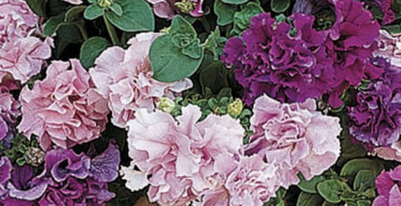Charming Double Petunias MIX SEEDS Pelleted 10 Seeds | Etsy