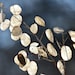 Money Plant - Lunaria SEEDS -- Silver Dollar (10 Seeds) Honesty -- Fast ...