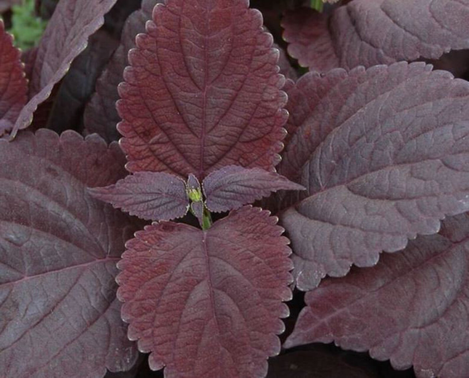 New Rare and Enchanting Rich Dark Chocolate Coleus SEEDS -- Free ...