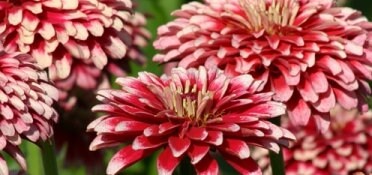 Zinnia Seeds Candy Cane 3 Mazurkia Style Blooms | Etsy