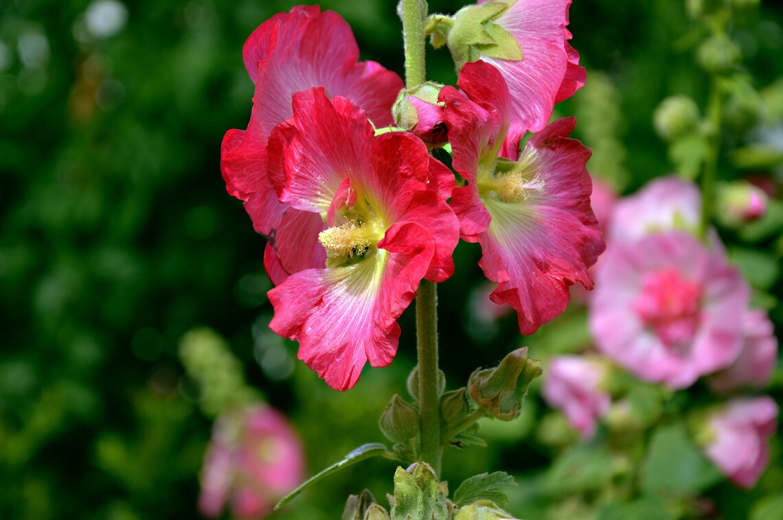 New Beautiful Hollyhock Mix of Colors inner Glow - Etsy