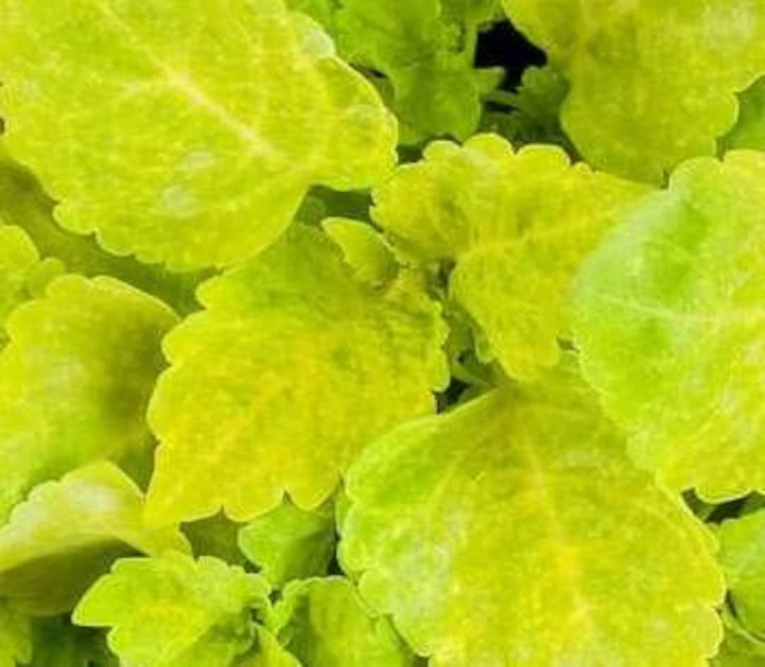 Coleus Seeds New Yellow-green -- Dwarf -- Solenostemon Scutellarioides ...