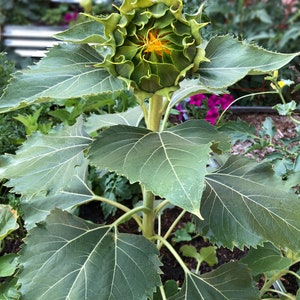 New DWARF Sunflowers -- SEEDS -- Sunspot Compact Sunflower Cottage ...