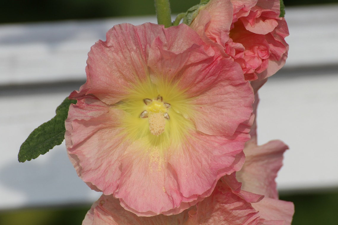 New Beautiful Hollyhock Mix of Colors inner Glow - Etsy