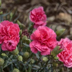 Dwarf Carnation SEEDS (color Megamix) - Dianthus Caryophyllus -- Fast ...
