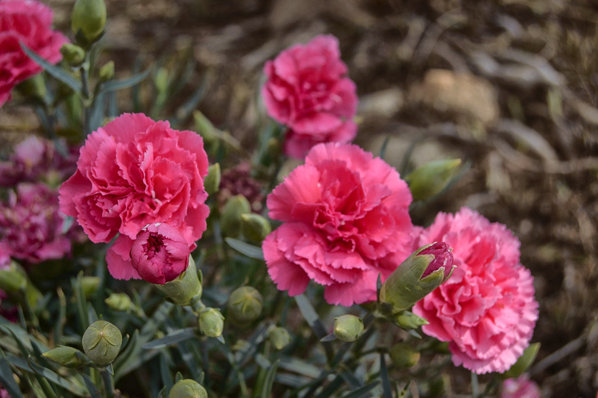 Dwarf Carnation SEEDS (color Megamix) - Dianthus Caryophyllus -- Fast ...