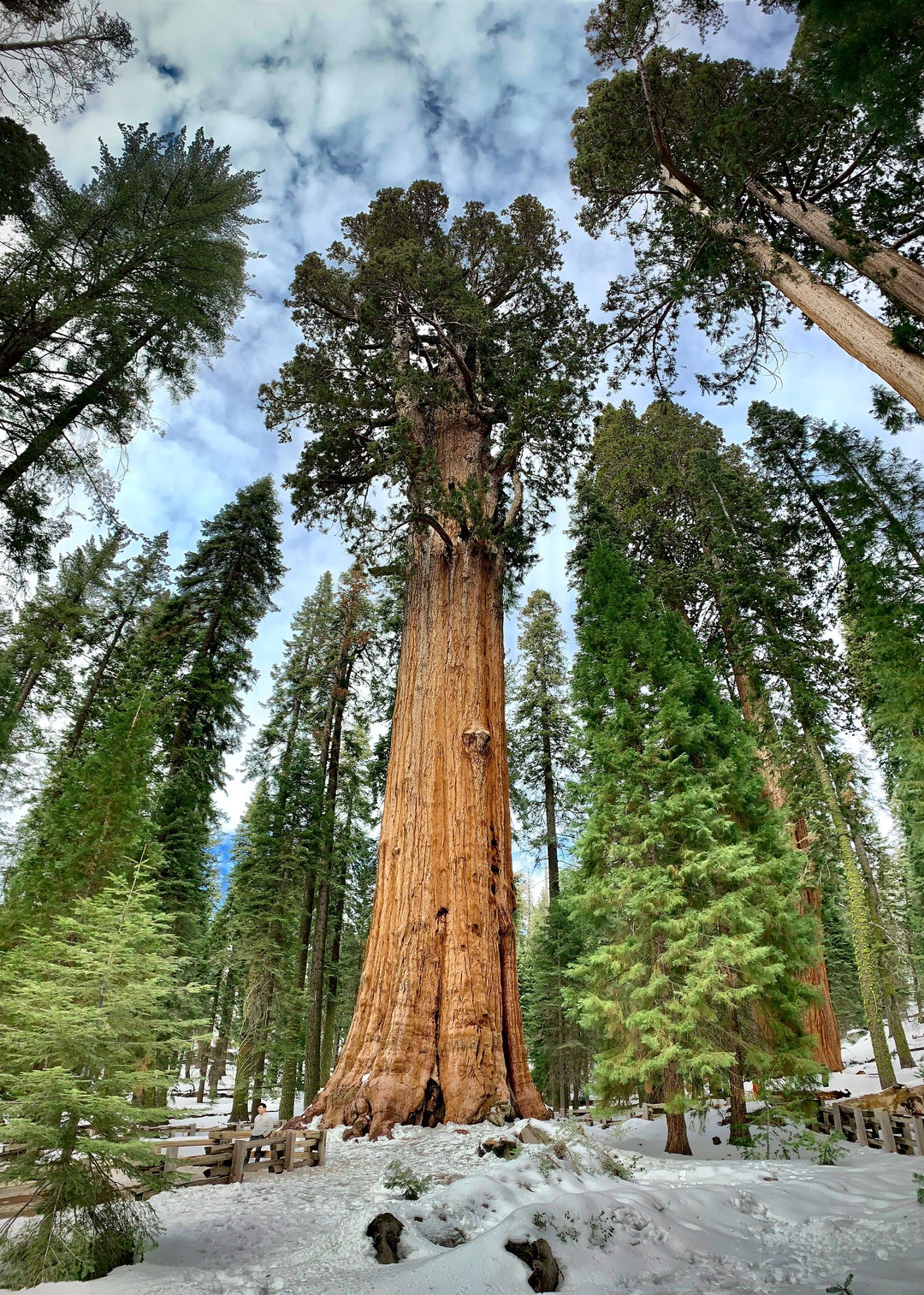 New Giant Sequoia Redwood Tree Seeds 8 Seeds Fast Free Shipping Nature ...