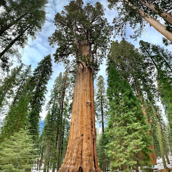 Giant Sequoia Seeds - Etsy