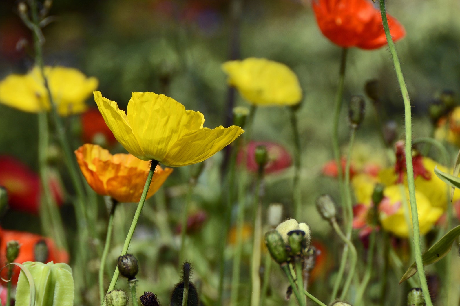Poppy "alpine" Mix **SEEDS** -- Salmon, Pink, Orange, Yellow, White ...