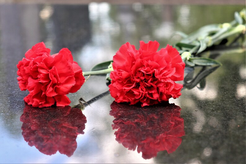 Scarlet Red Carnation Seeds Dianthus Caryophyllus Fast - Etsy