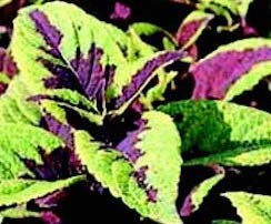 New Coleus Seeds Rich Burgundy Chartreuse & Green Very - Etsy