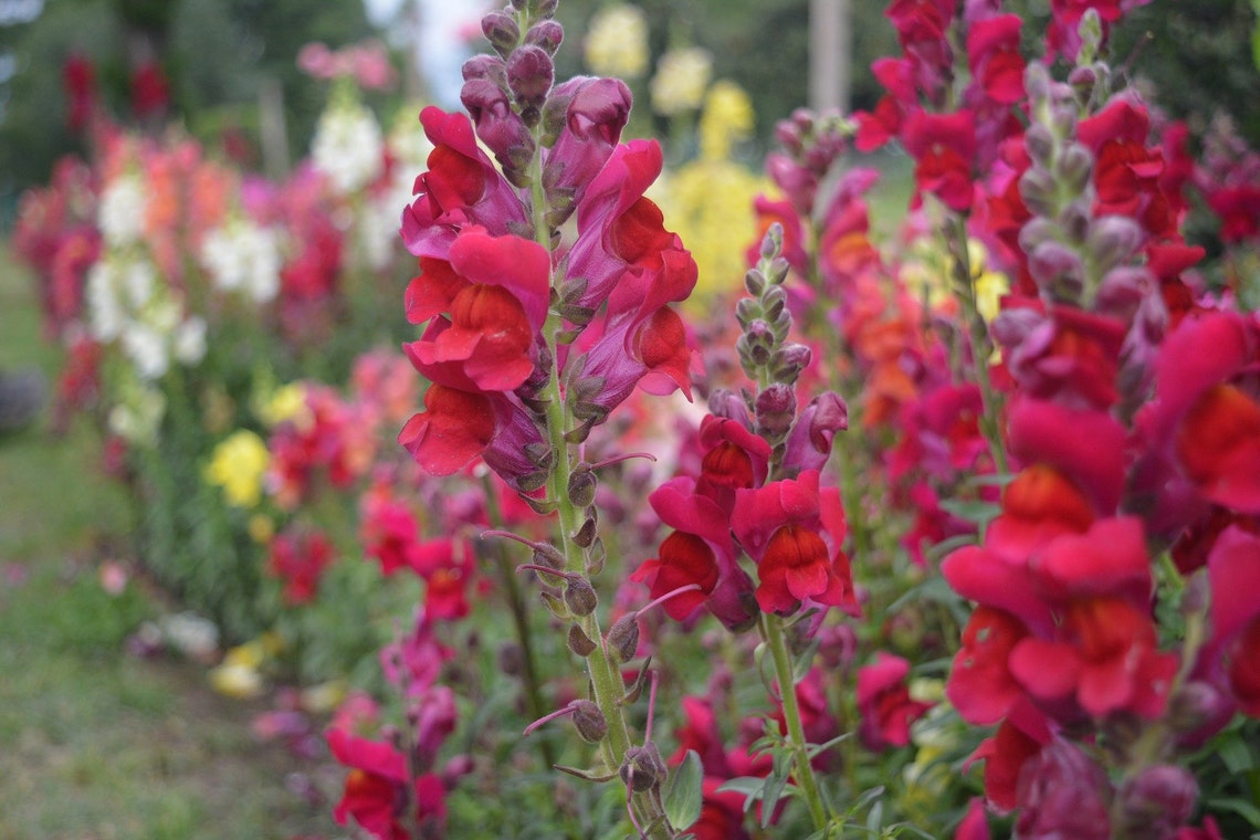 New TALL Snapdragon Mixed Colors SEEDS Cottage Garden | Etsy