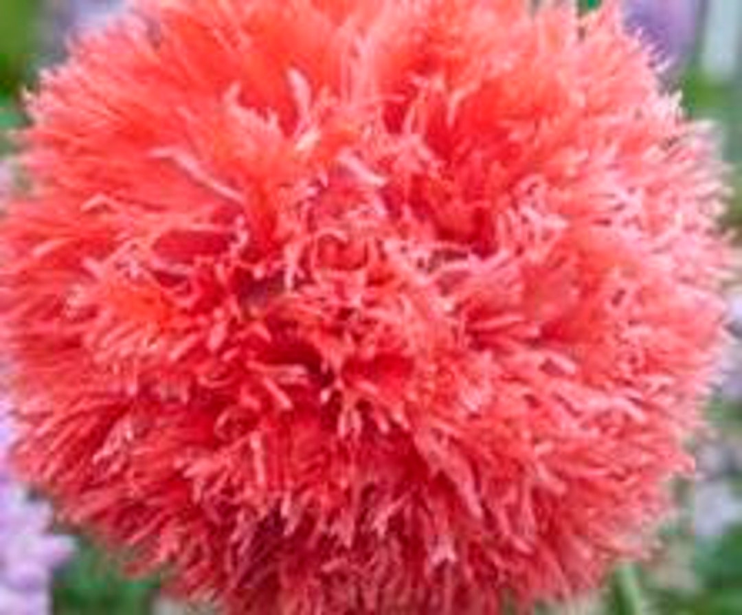 Poppy "raspberry Lemonade" SEEDS -- Brilliant Rosey Pink/salmon ...