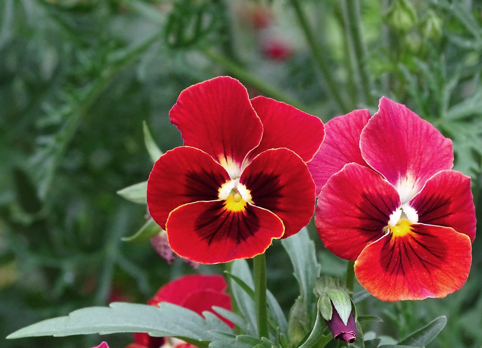 Viola Cornuta Flower Seeds – Purple, Red, White, Yellow Mix - Etsy