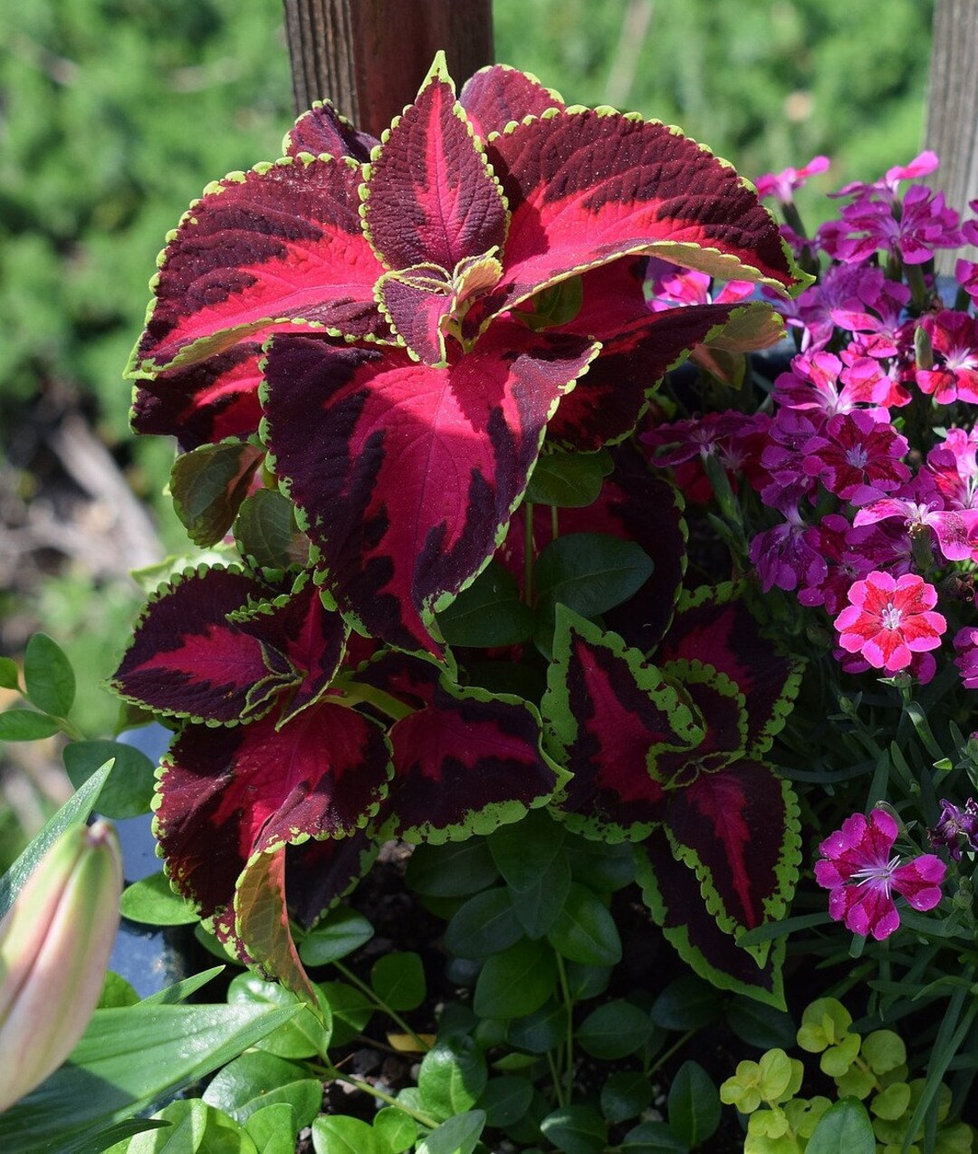 Favorite Coleus Seeds -- Chocolate Covered Cherry Variety -- (9 Seeds ...