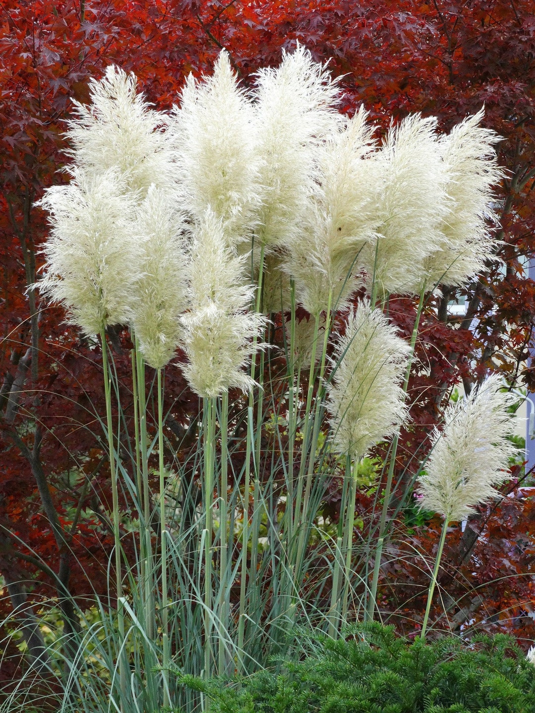 Pampas Grass Color Mix Pink/rose/white -- Seeds -- Cortaderia Selloana ...