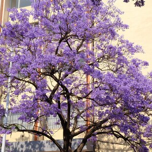 Jacaranda Mimosifolia Tree Seeds Fast Free Shipping Beautiful Purple ...