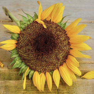 New DWARF Sunflowers -- SEEDS -- Sunspot Compact Sunflower Cottage ...