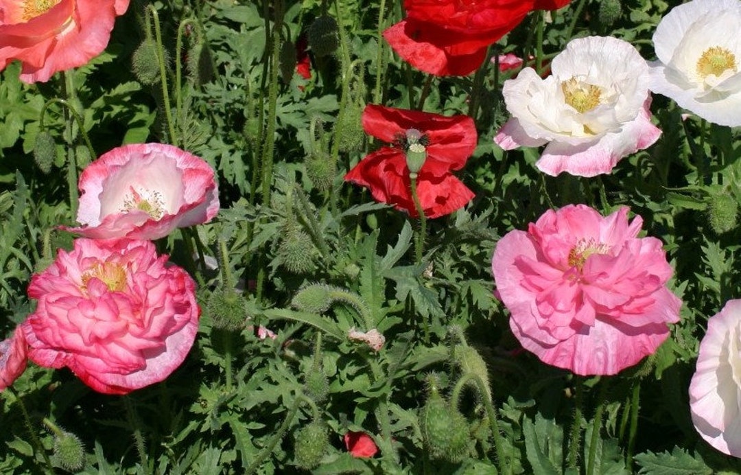 Poppy Mix - SEEDS - Double Flowers - Papaver Rhoeas - Pink Red White ...