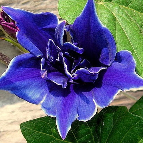 New Dark Blue Morning Glory SEEDS Blue Picotee Ipomoea Nil - Etsy
