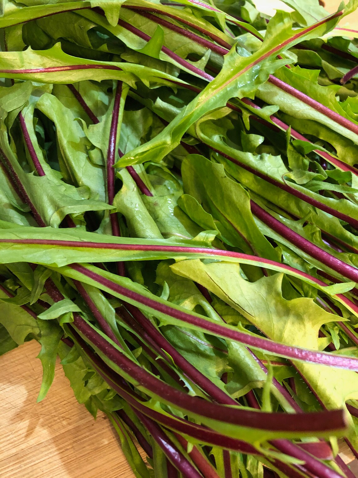 Dandelion Greens RED SEEDS Delicious Healthy Nutritient - Etsy