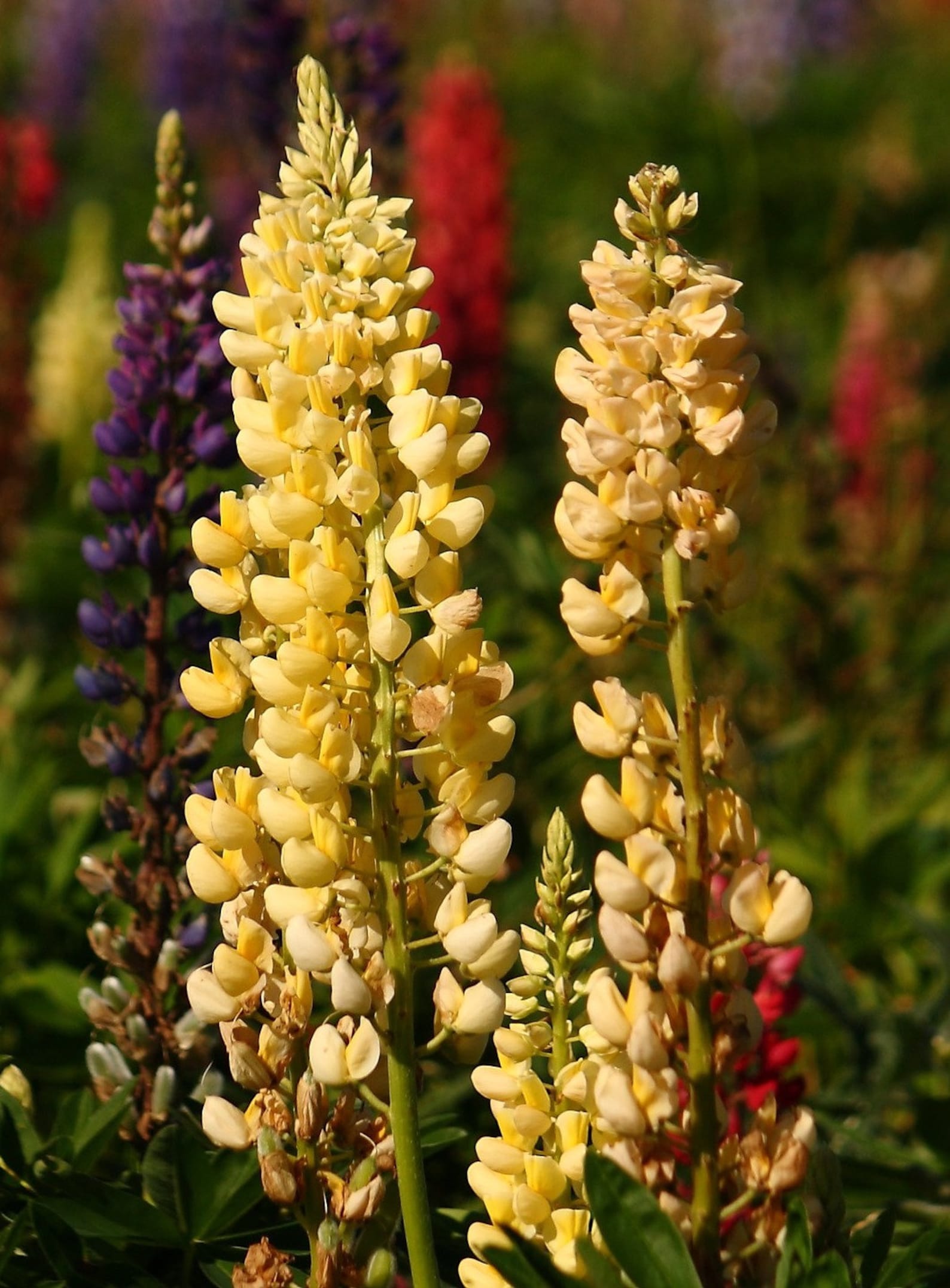 Dwarf Yellow Lupine Lupin Seeds Lupinus Polyphyllus - Etsy