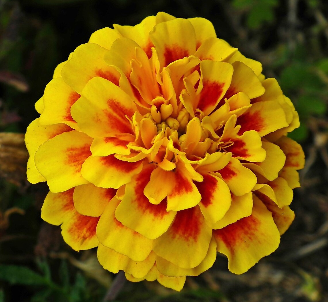 New Marigold Seeds Megamix Color Mix Fast Free - Etsy