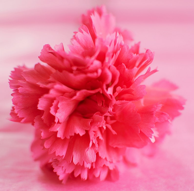 Carnation rose Color SEEDS Dianthus Caryophyllus Fast - Etsy